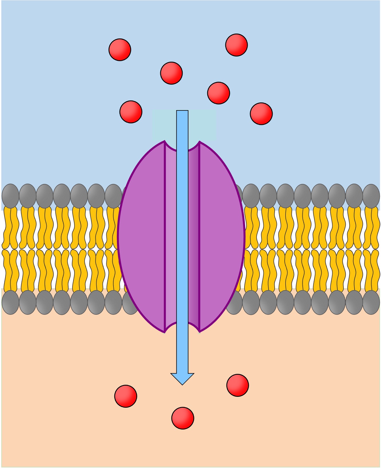 Transport Proteins Definition Biology at Olivia Breillat blog